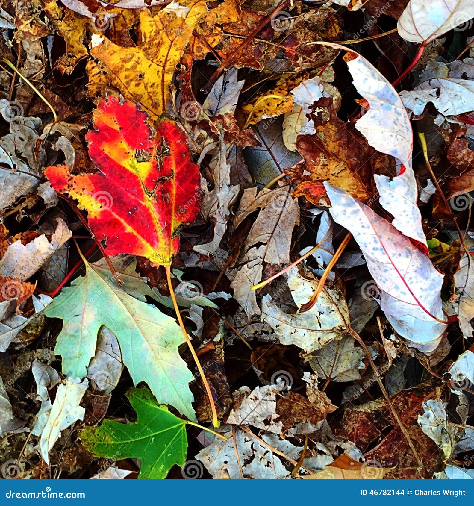 Fire leaf stock photo. Image of dslr, massachusetts, gallery - 46782144