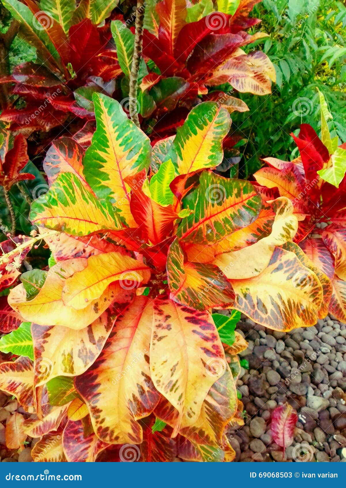 Fire leaf editorial stock photo. Image of leaf, wonder - 69068503