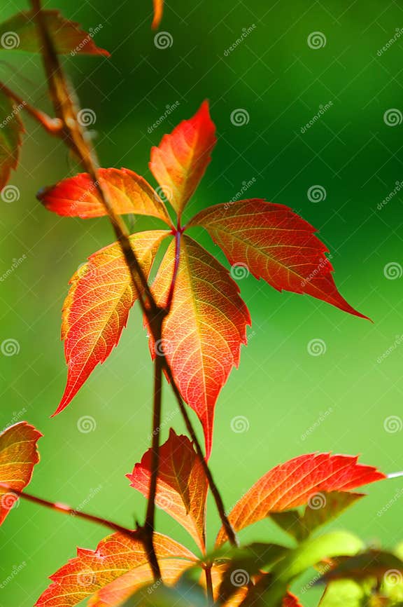 Fire Leaf Plant stock photo. Image of plant, fiery, brilliant - 1600698