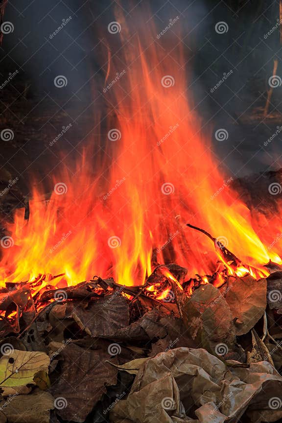 Fire light smoke tree stock photo. Image of burn, background - 138443172