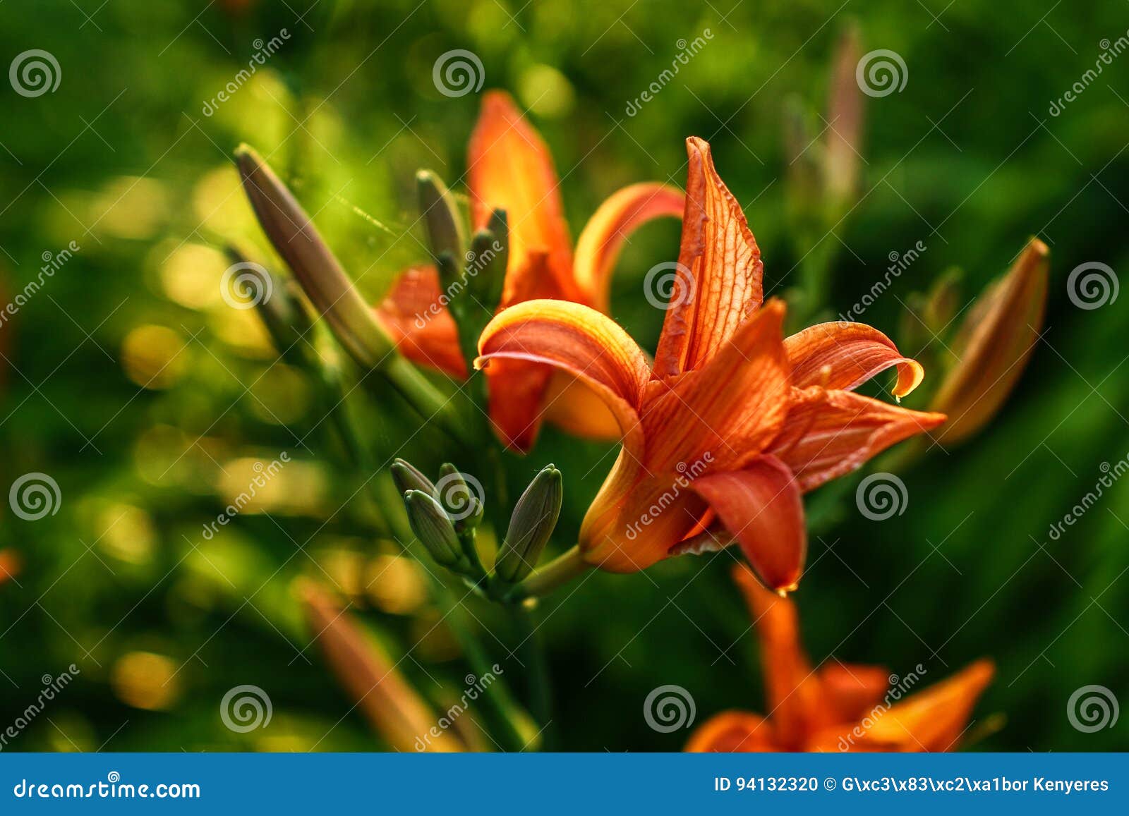 Fire lily - Flower garden stock photo. Image of isolated - 94132320