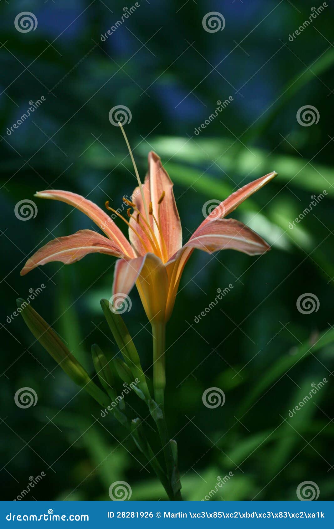 Fire Lily - Flower Garden Royalty-Free Stock Photography ...
