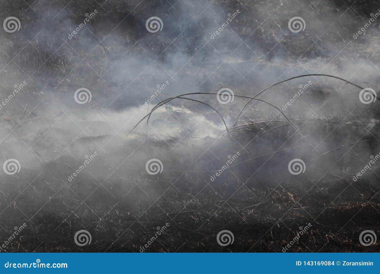 Fire in Marsh, Natural Disaster Stock Photo - Image of disaster ...