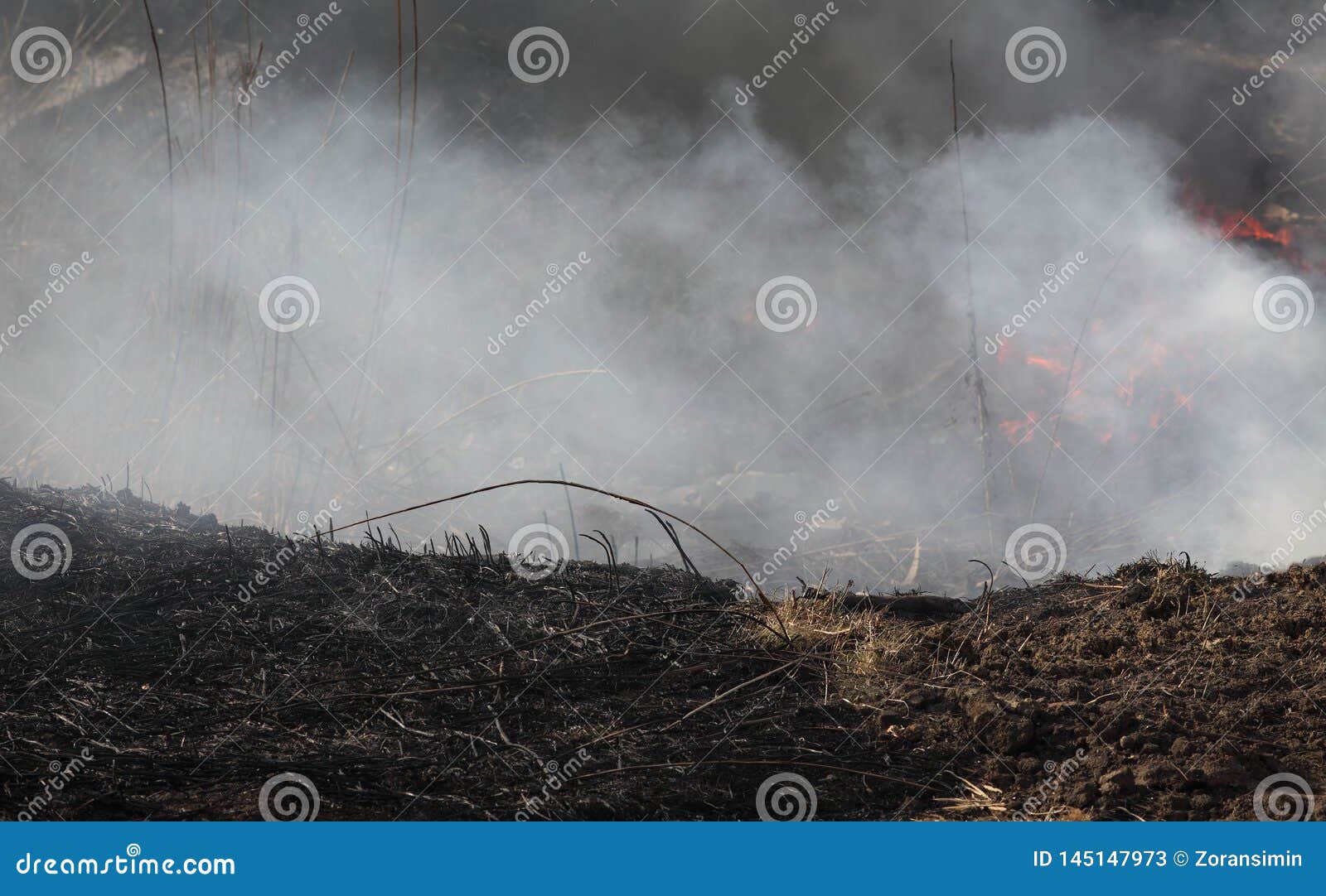 Fire in Marsh, Natural Disaster Stock Image - Image of ashes, flora ...