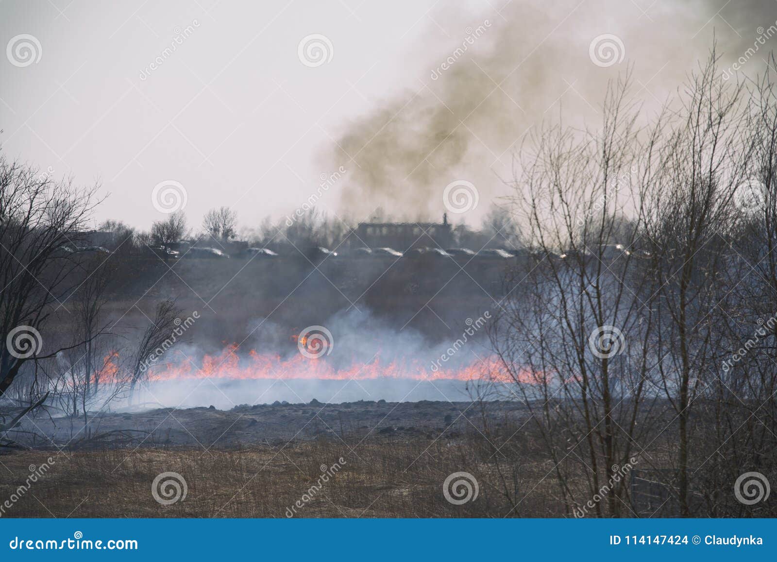 Fire on the meadow. stock photo. Image of burn, nature - 114147424