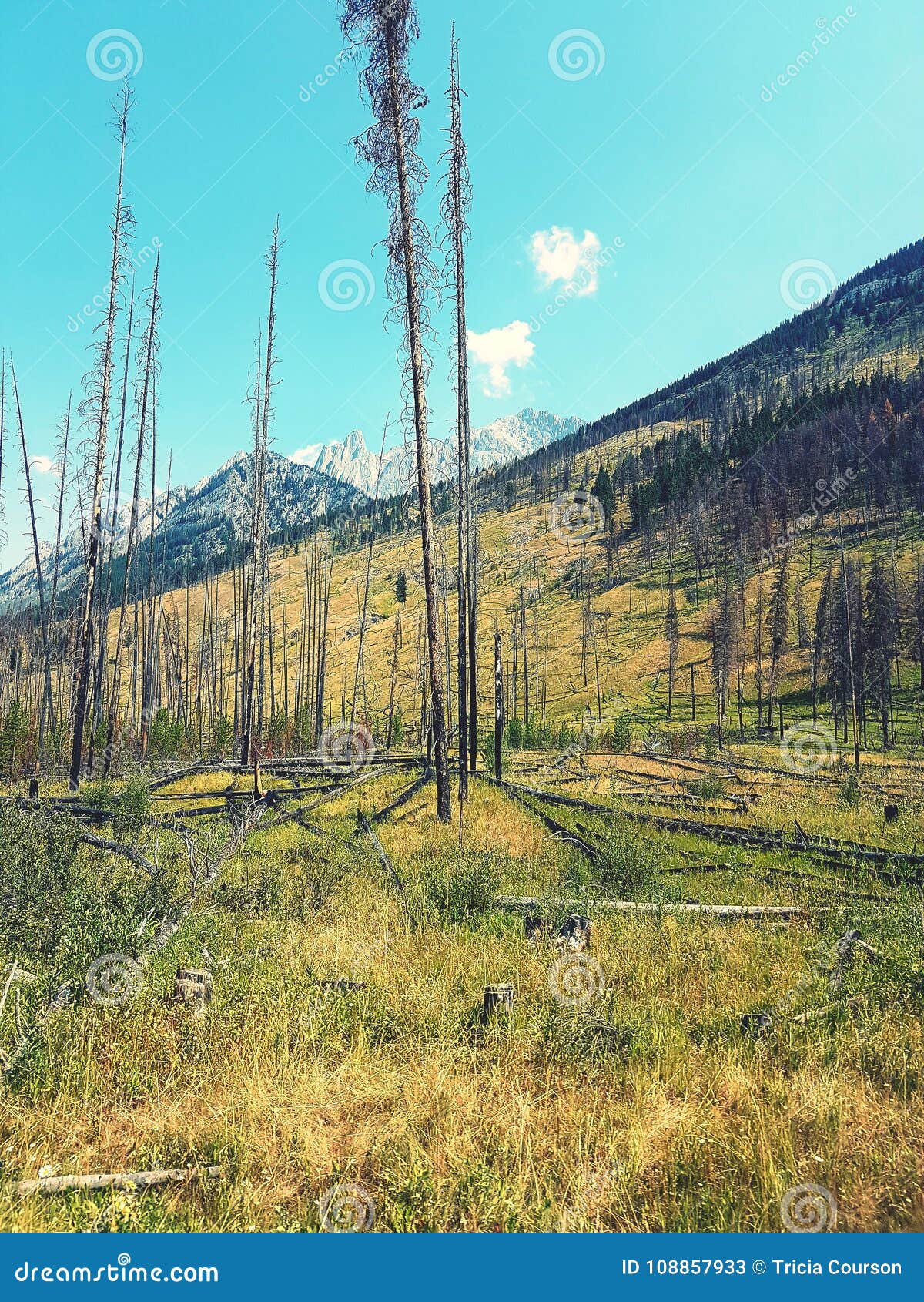 After the fire stock image. Image of evidence, mountain - 108857933