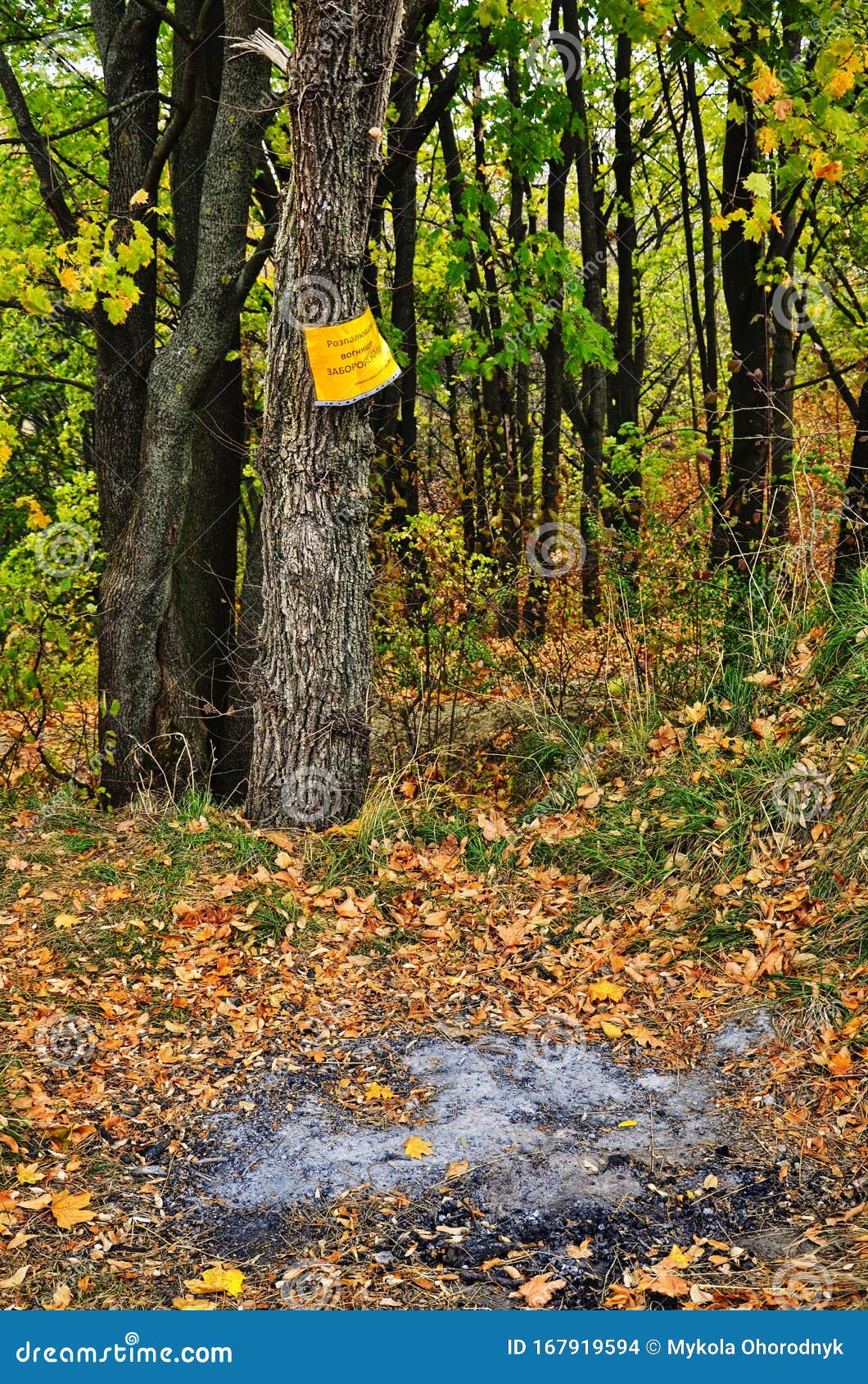 Fire in the Natural Environment Stock Photo - Image of burning, flame ...