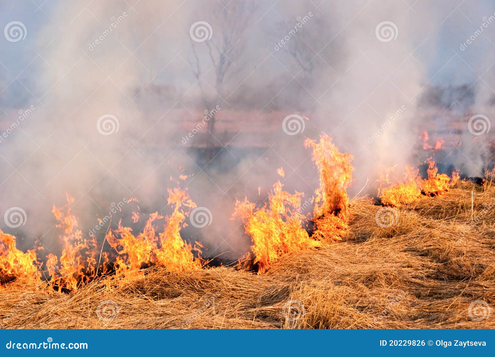 Fire on the nature stock photo. Image of grassland, fire - 20229826