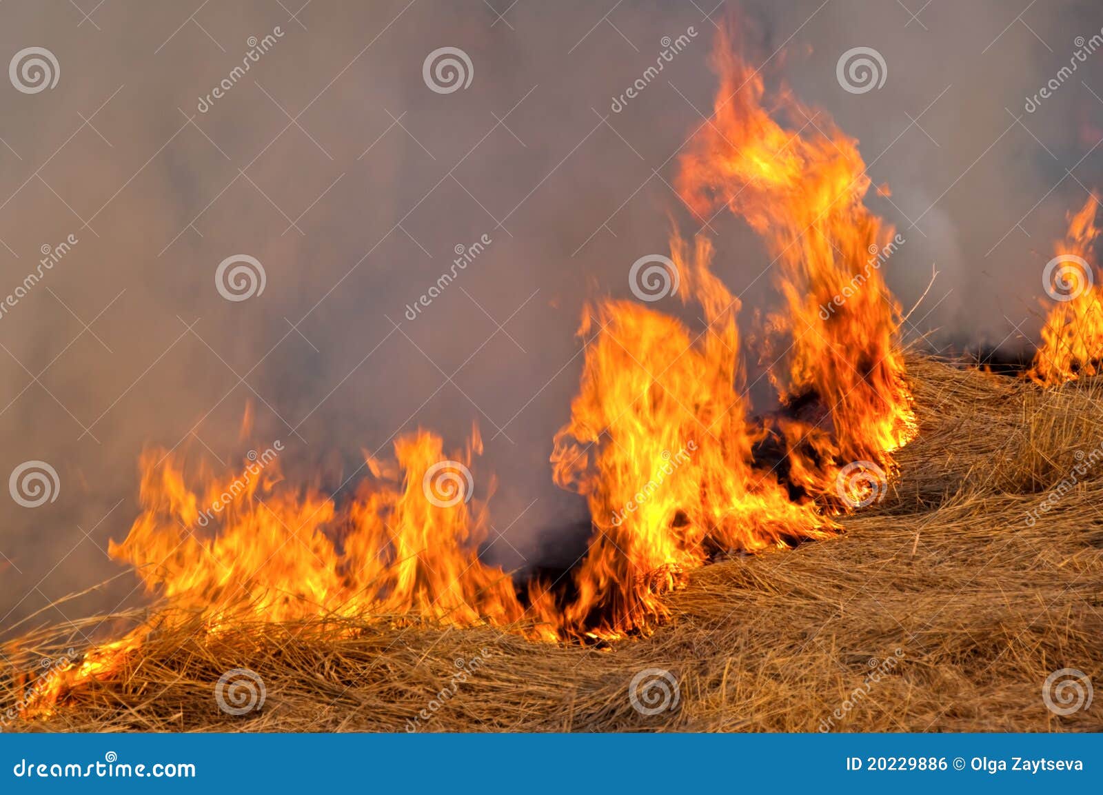 Fire on the nature stock photo. Image of heat, grassland - 20229886
