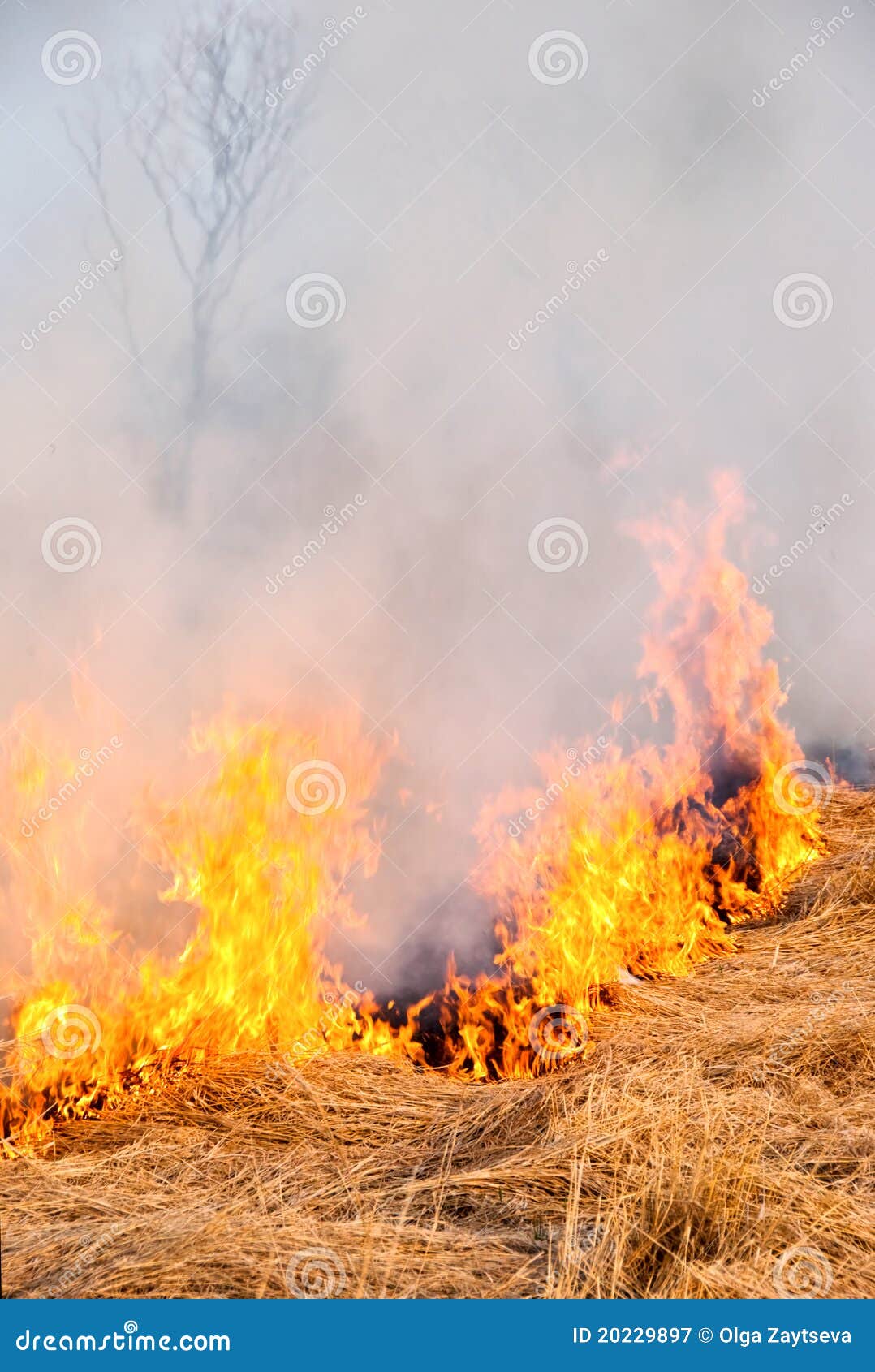 Fire on the nature stock image. Image of flame, grass - 20229897