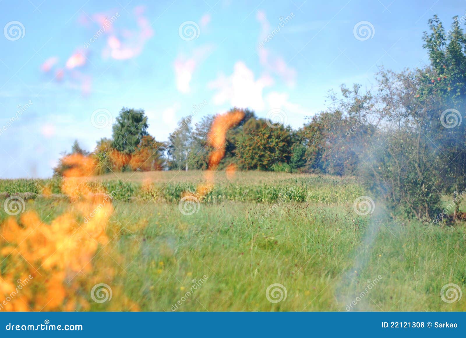 Fire in nature stock photo. Image of grass, nature, trees - 22121308