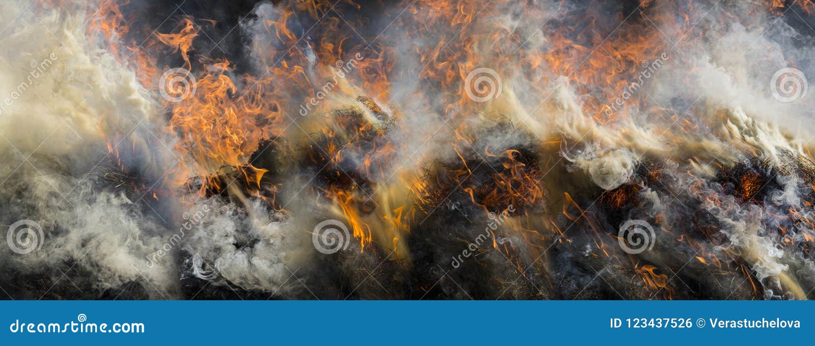 Fire in nature stock photo. Image of disaster, outdoors - 123437526