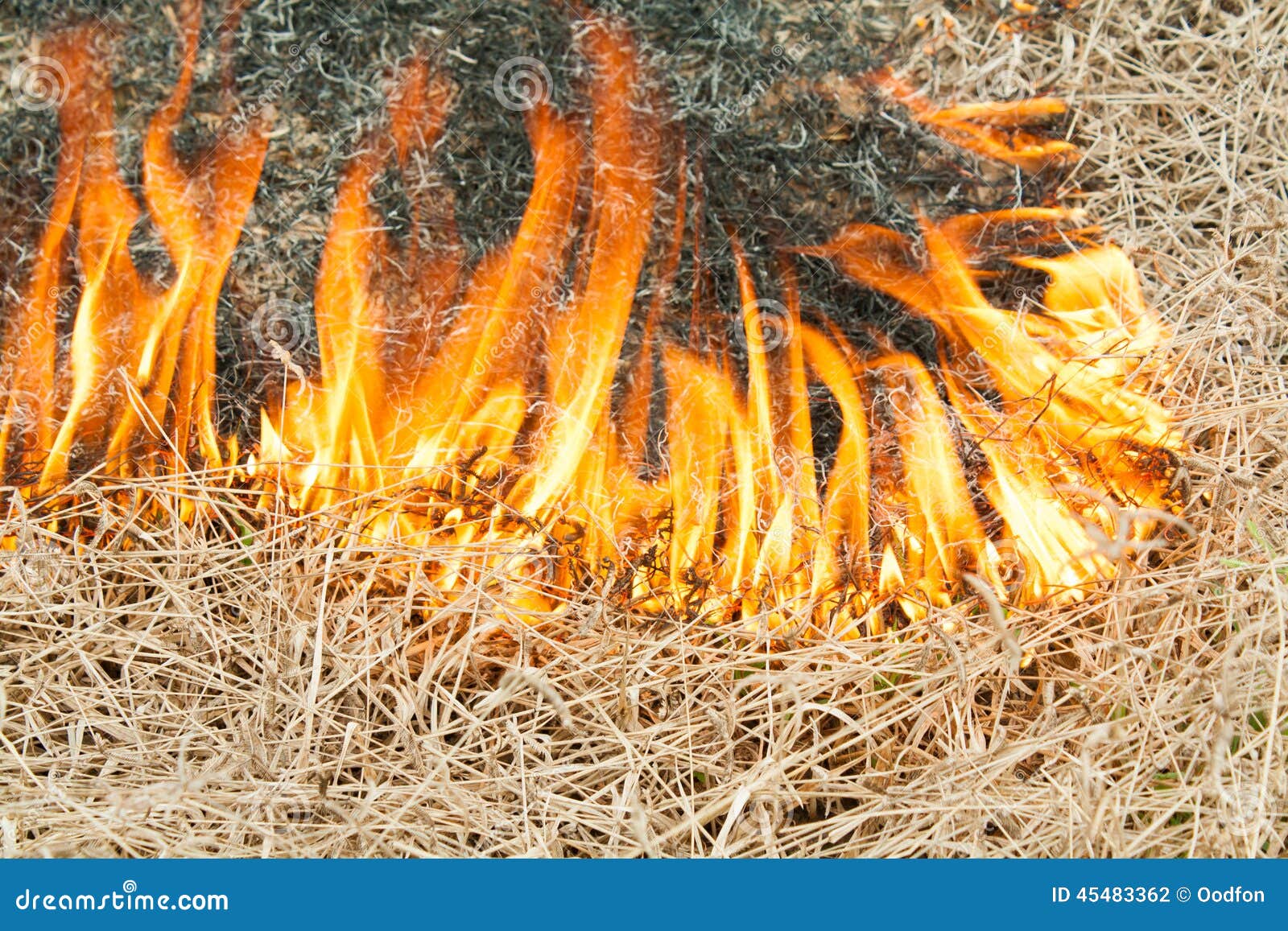 The Fire on the Nature - Burns a Grass in the Field Stock Photo - Image ...