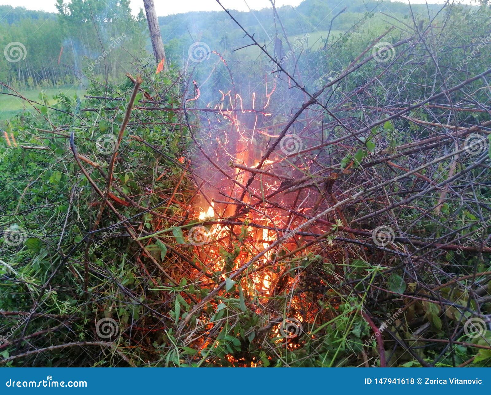 Fire in nature stock photo. Image of fire, orange, green - 147941618