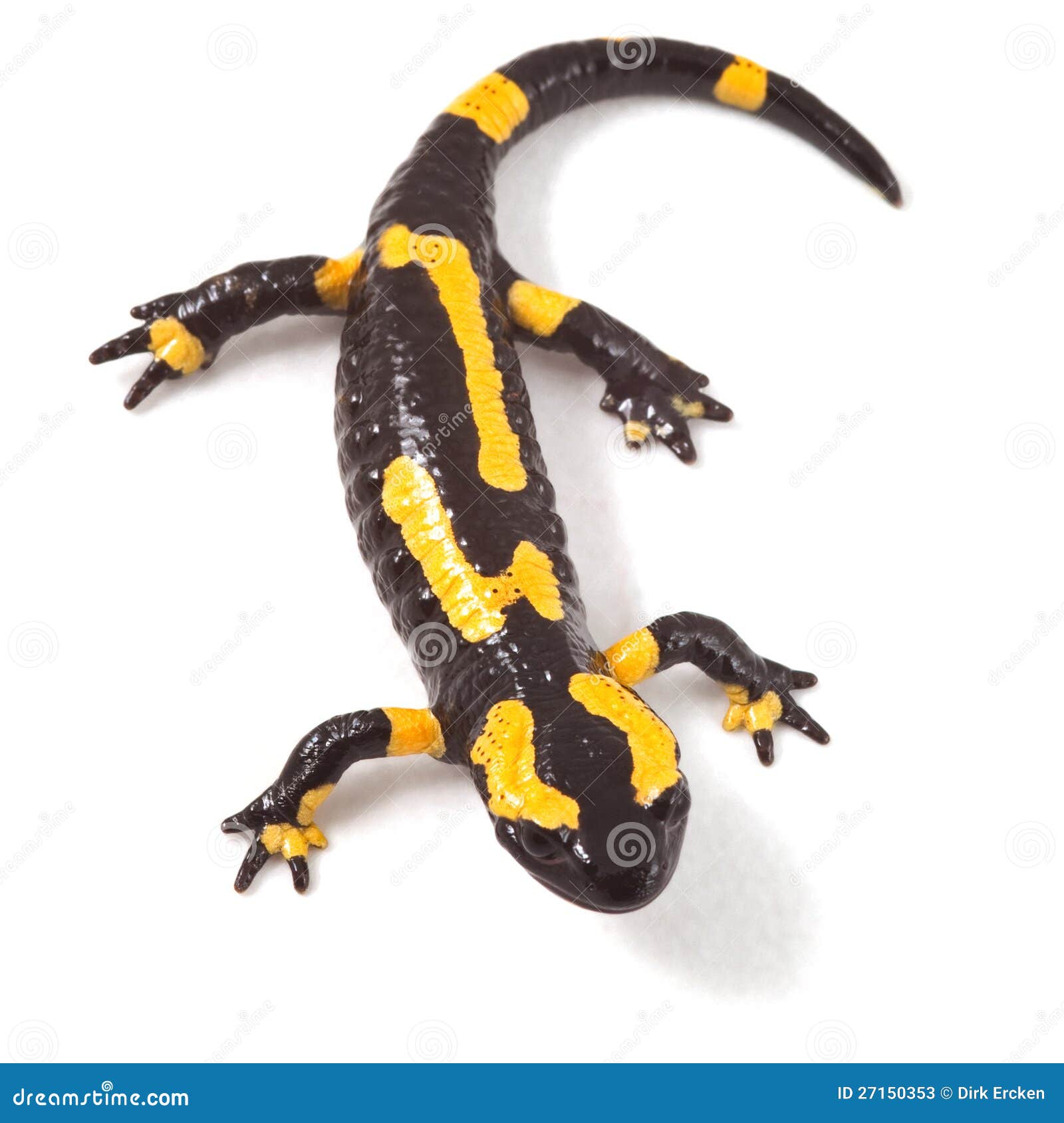 Fire newt or salamander stock image. Image of newt, warning - 27150353
