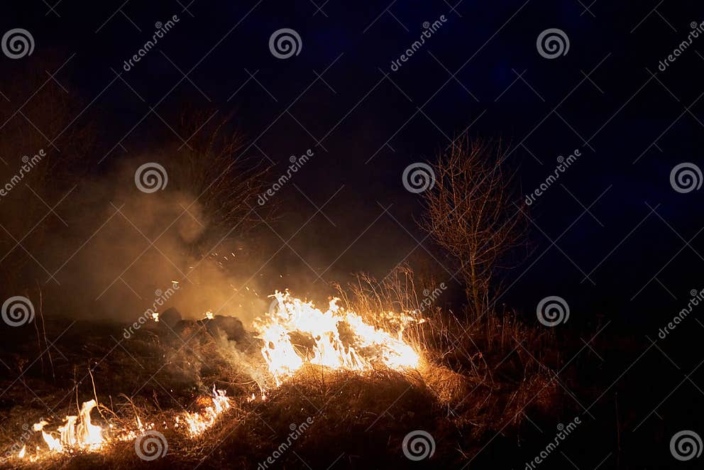 Fire at Night in Nature,burning of Dry Grass and Trees at Night Stock ...