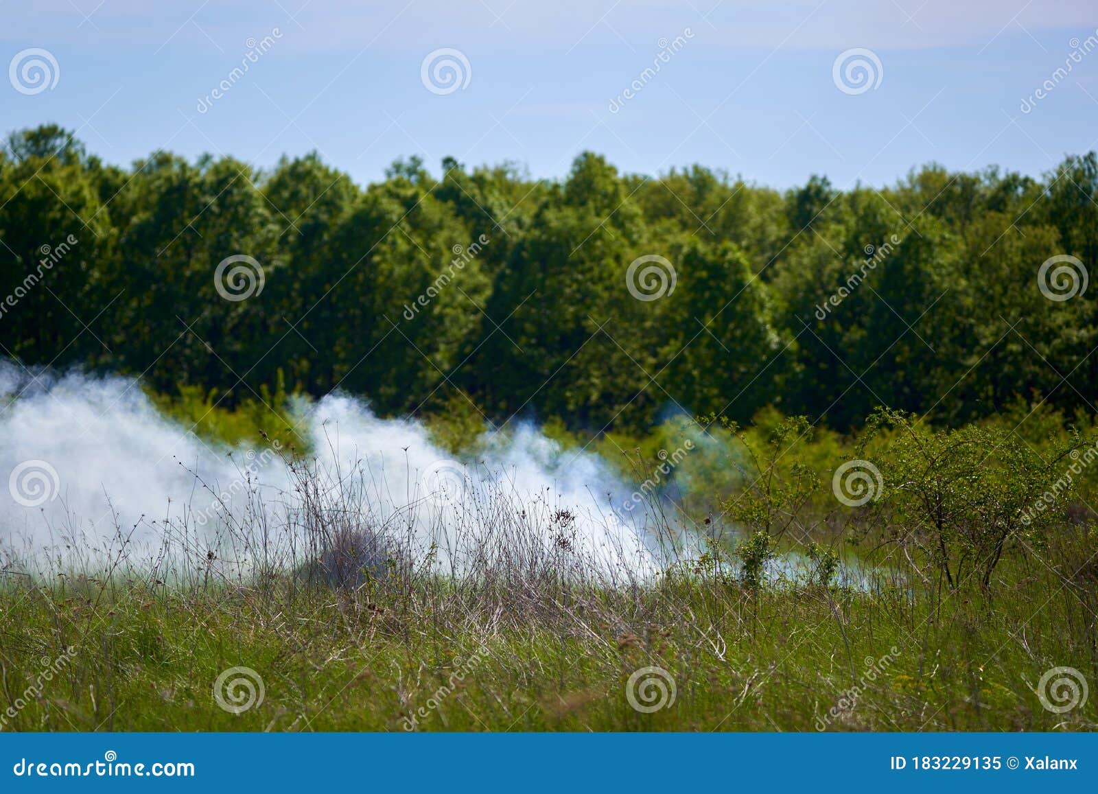 Fire by the oak forest stock image. Image of green, damage - 183229135