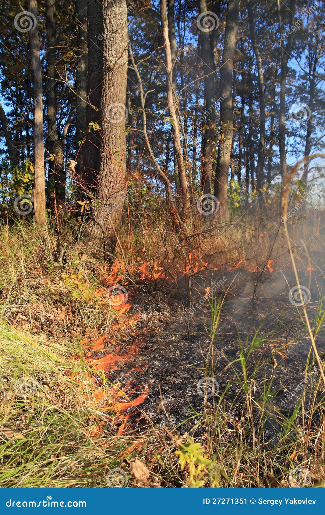 Fire in oak wood stock image. Image of grass, fillet - 27271351