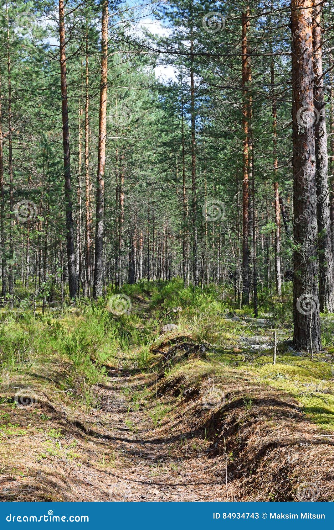 Fire Overgrown Ditch in a Pine Forest on a Sunny Day Stock Image ...