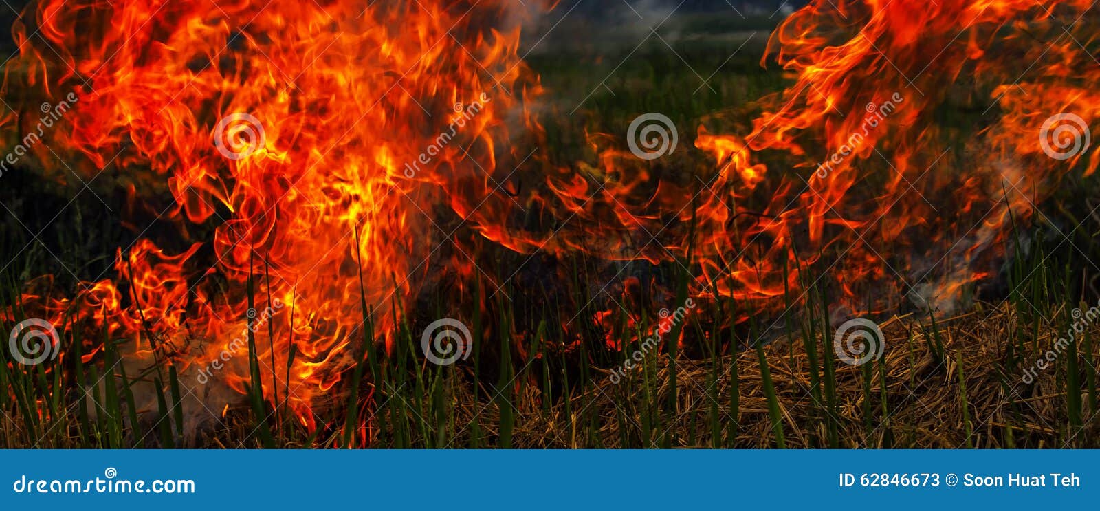 Fire on paddy grass stock image. Image of fire, risk - 62846673