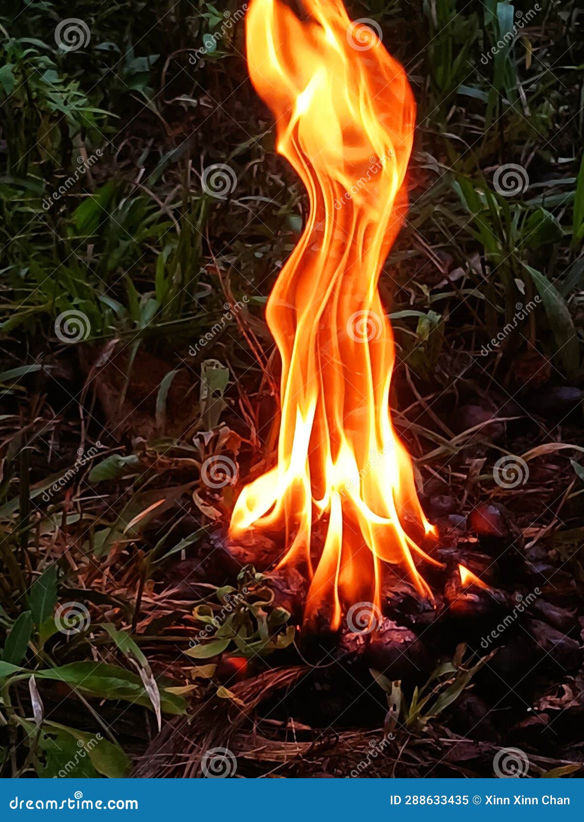 Fire from palm kernels stock image. Image of beautiful - 288633435