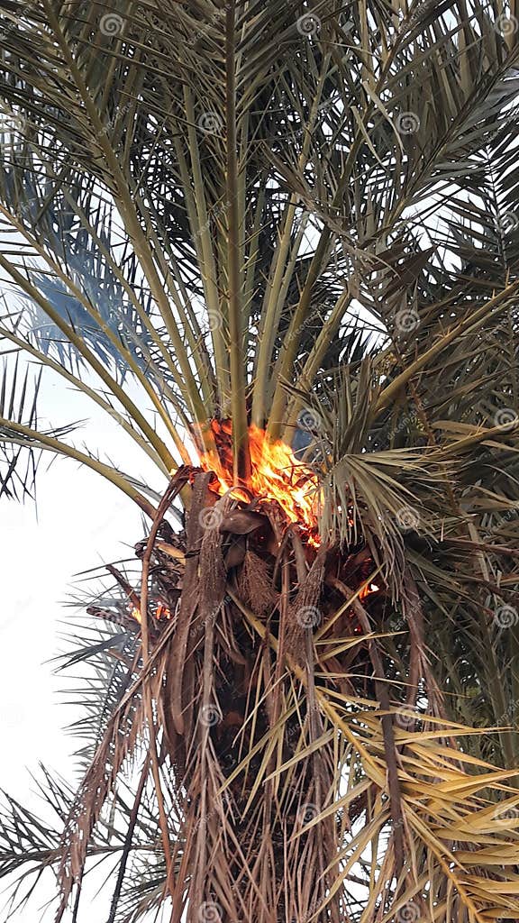 The fire in palm tree stock image. Image of palm, branch - 258148711