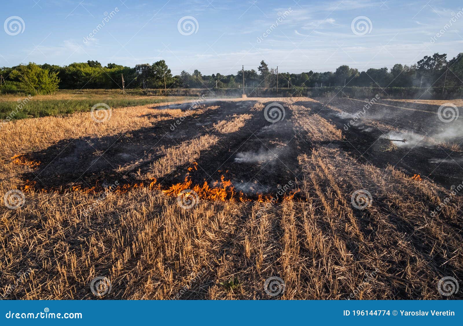 Fire, People Burning Old Grass in the Field Stock Photo - Image of land ...