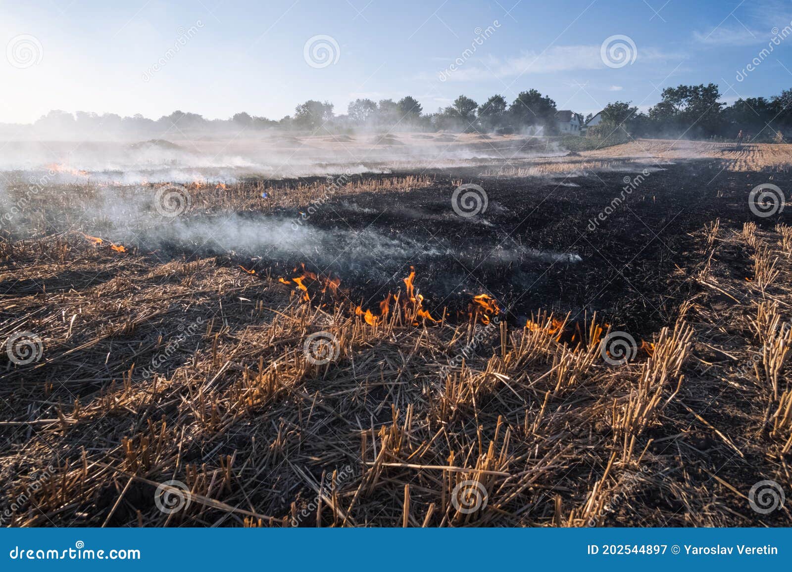Fire, People Burning Old Grass in the Field Stock Image - Image of ...
