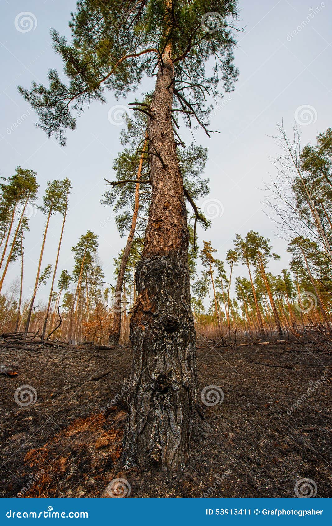 Fire in a pine forest stock image. Image of destruction - 53913411
