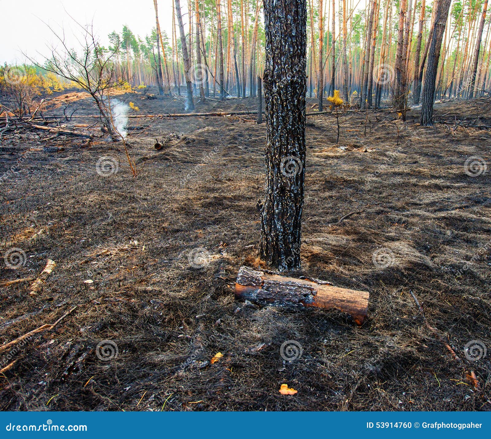 Fire in a pine forest stock photo. Image of park, ashes - 53914760