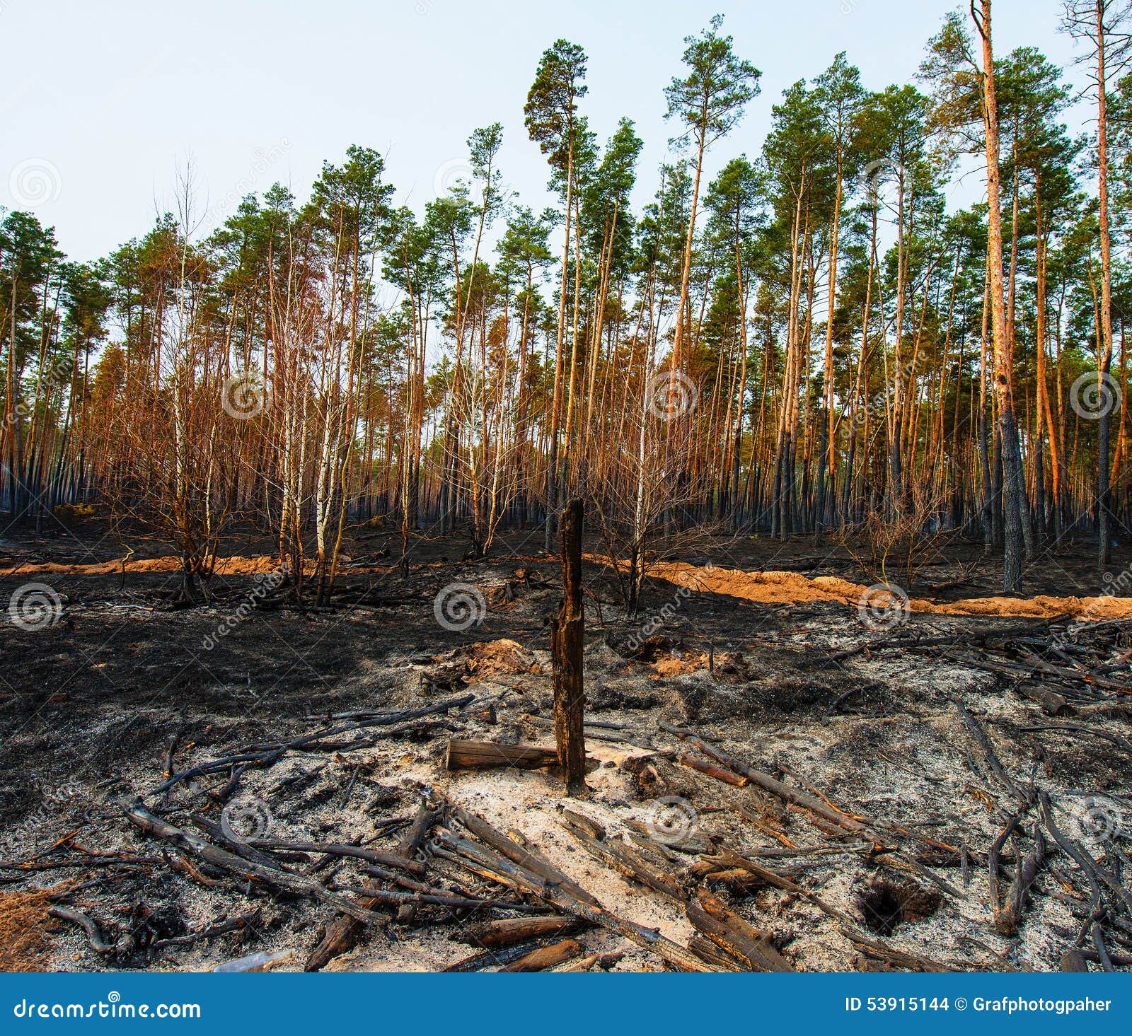 Fire in a pine forest stock photo. Image of ecology, blaze - 53915144