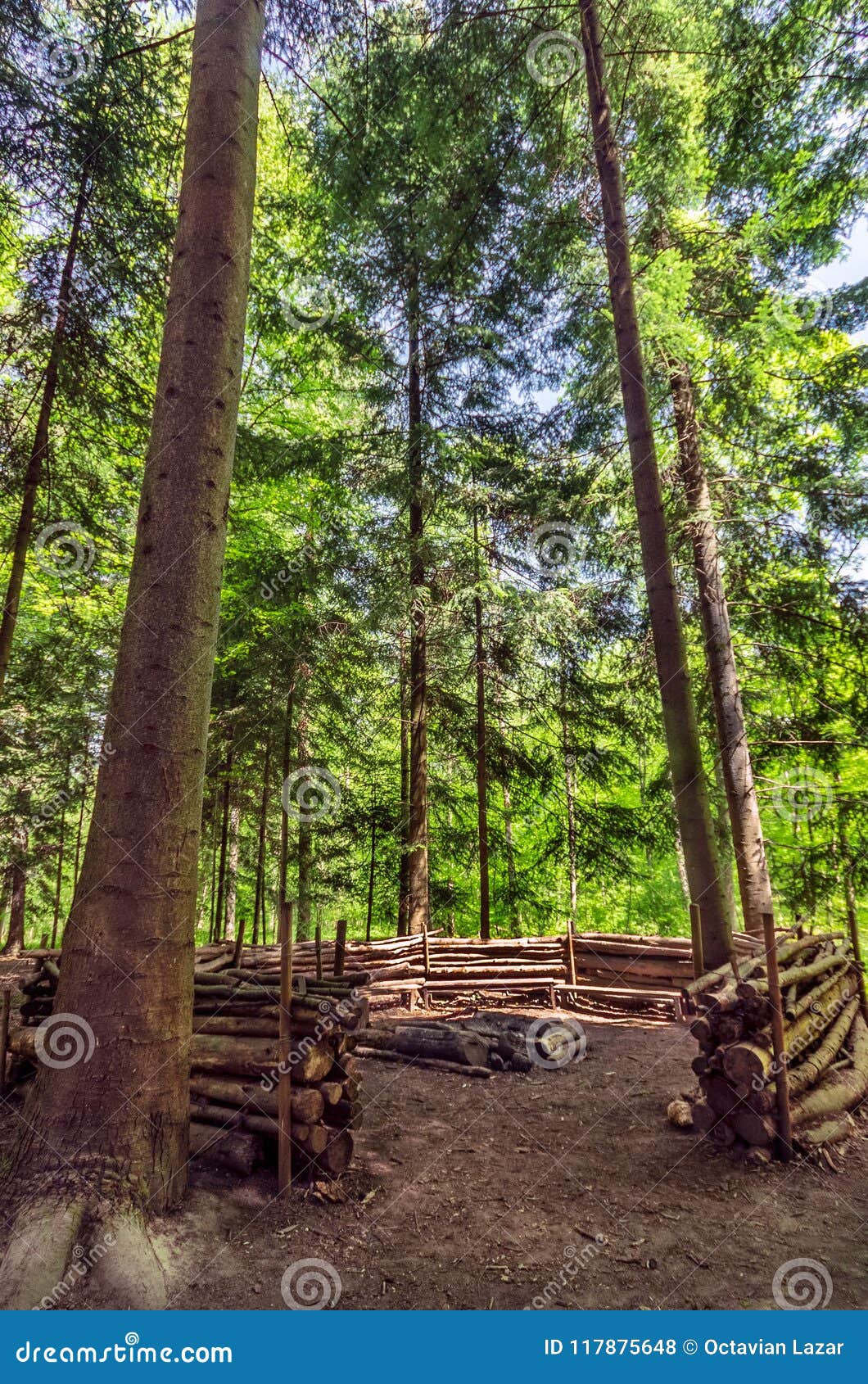 Fire place in the forest stock photo. Image of hiking - 117875648