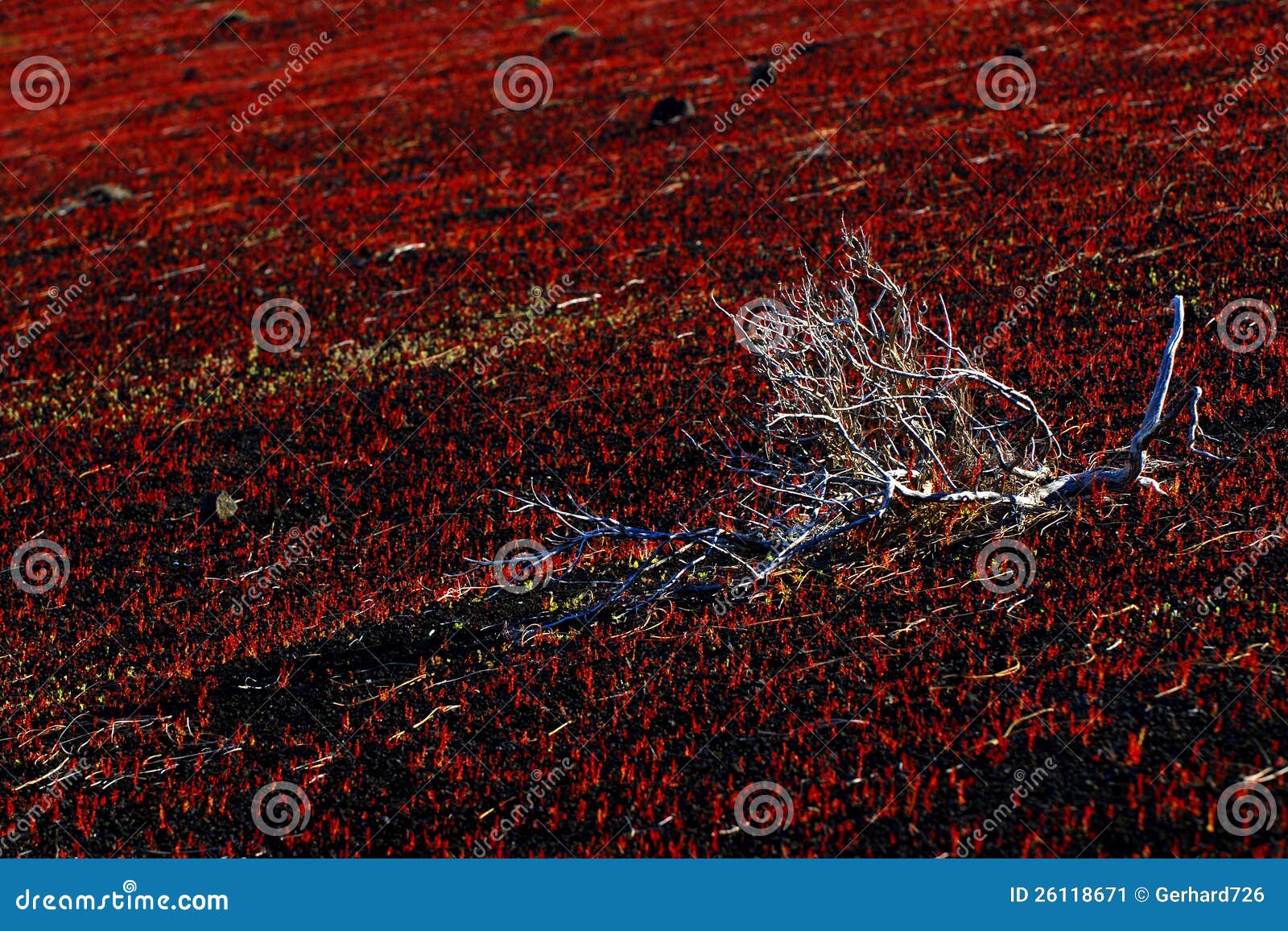 Fire plant stock image. Image of bright, fire, island - 26118671