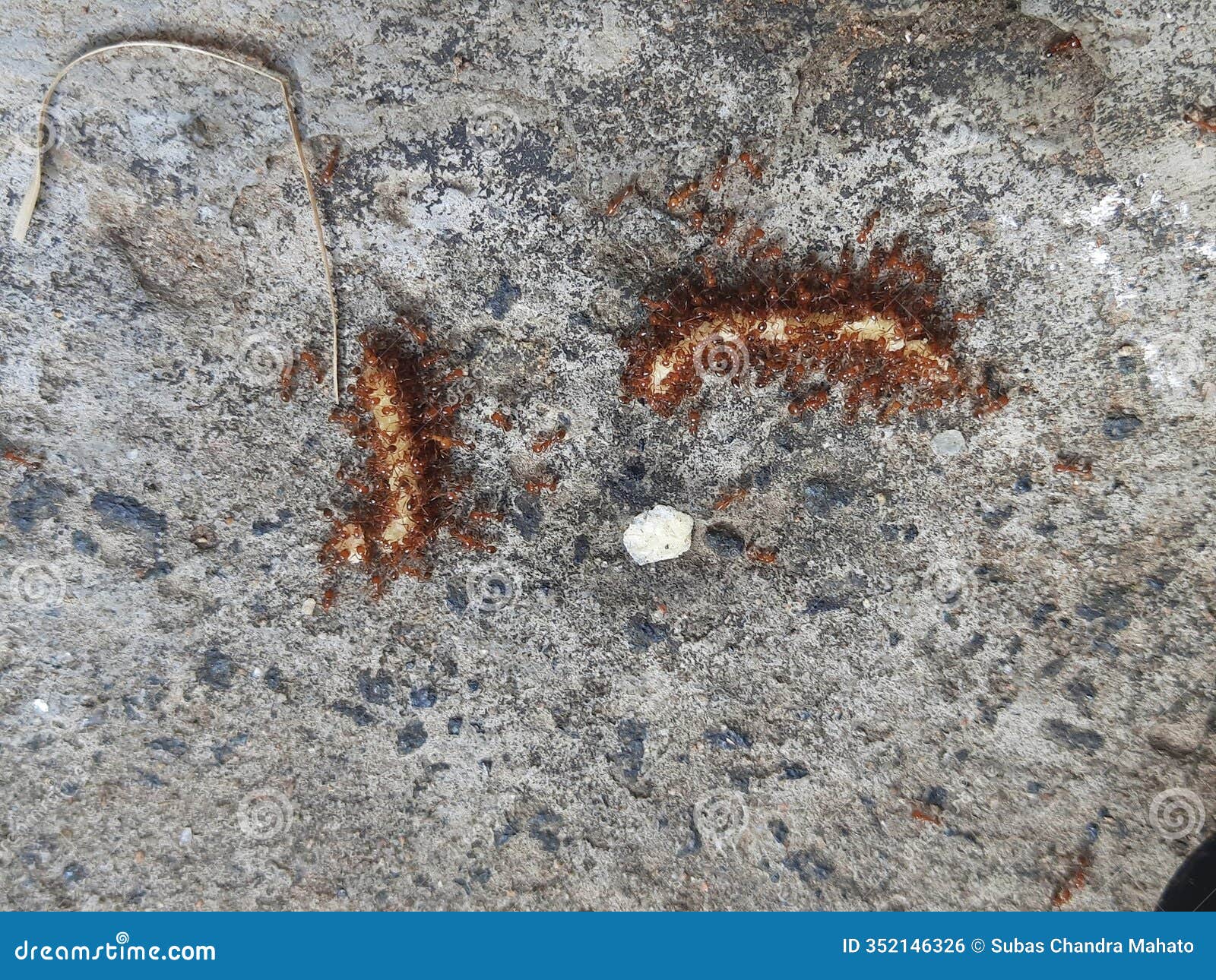 Fire or Red Ants Eating Food in Group. Stock Photo - Image of worker ...