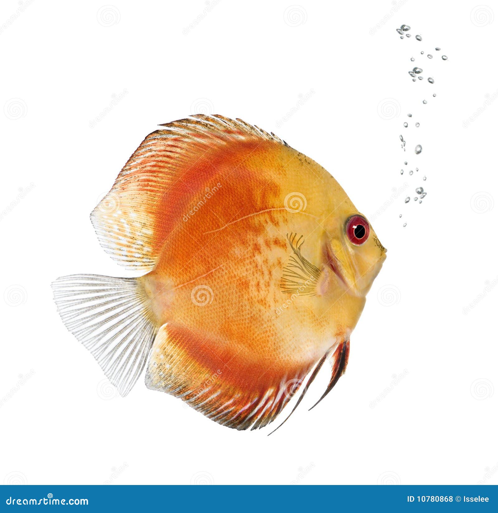 Fire Red Discus Fish, Symphysodon Aequifasciatus Stock Photography ...