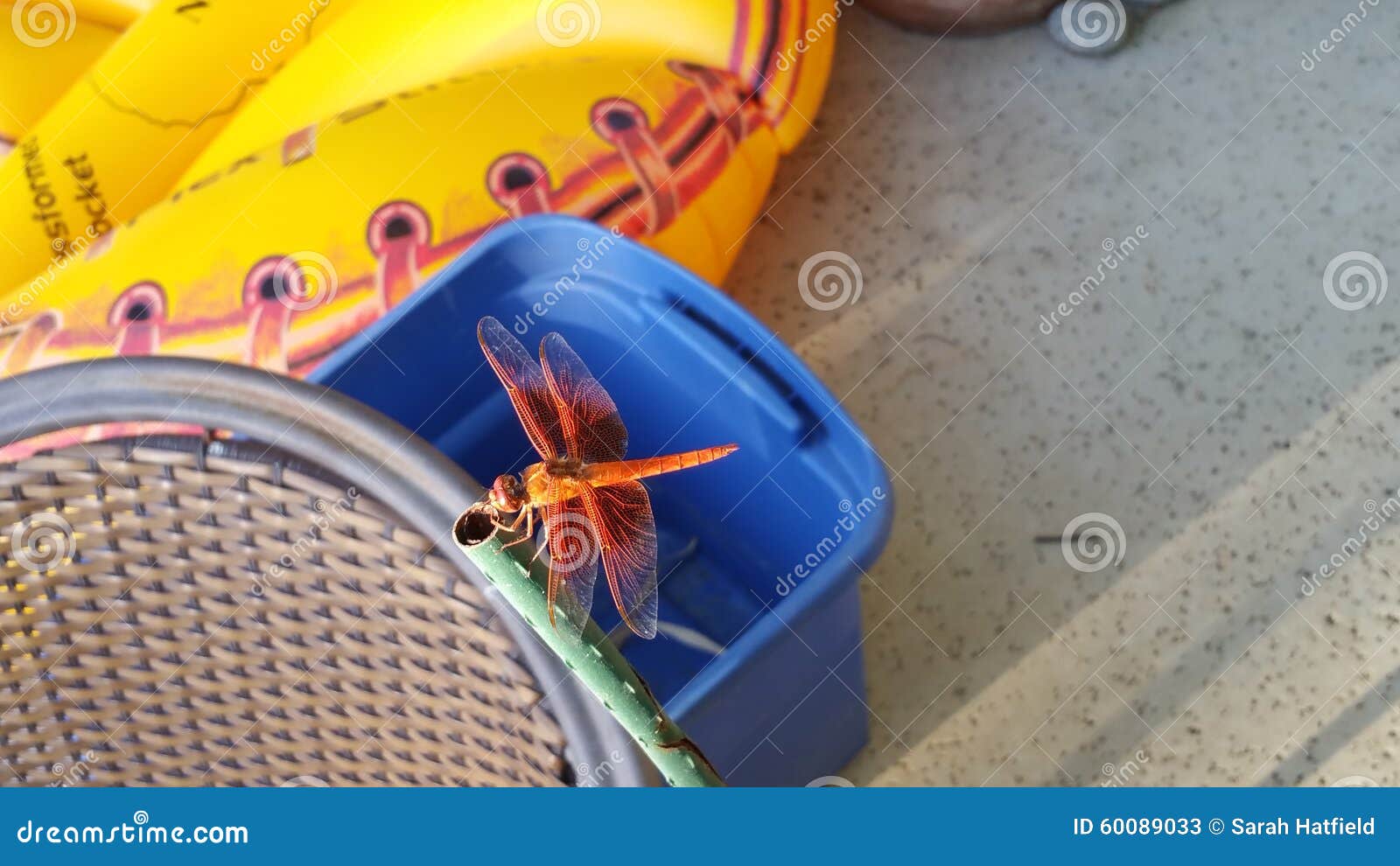 Fire red Dragonfly stock image. Image of ballance, fire - 60089033