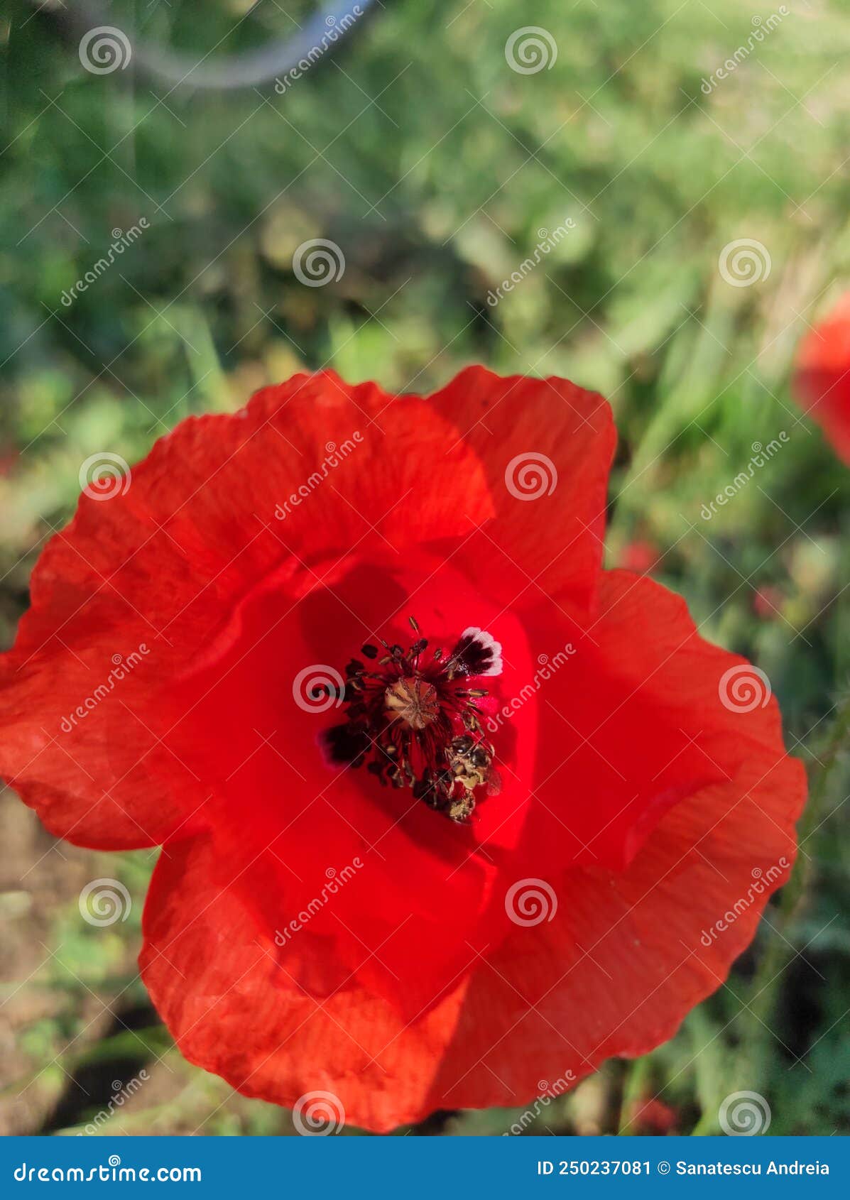 Fire Red Flower with Hungry Bees! ðŸ˜ Stock Image - Image of hungry ...