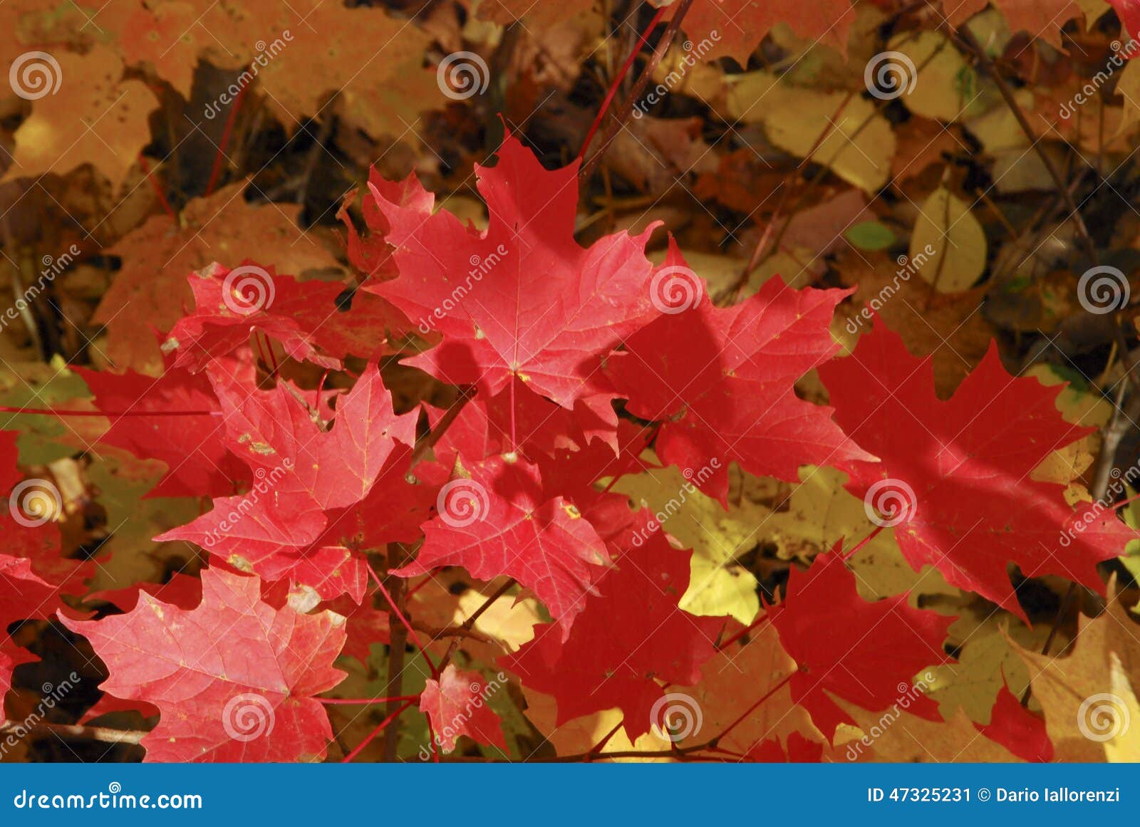 Fire red leaves stock image. Image of leaf, november - 47325231
