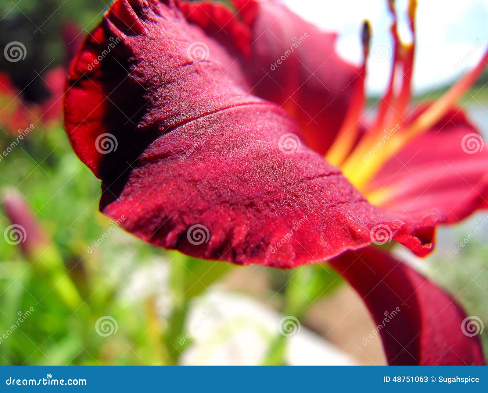 Fire Red Lily stock image. Image of bloom, flowers, perenials - 48751063