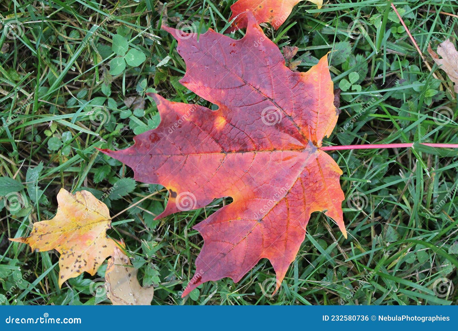 Freshly Fallen Fiery Red Maple Leaf Stock Photo - Image of colorful ...