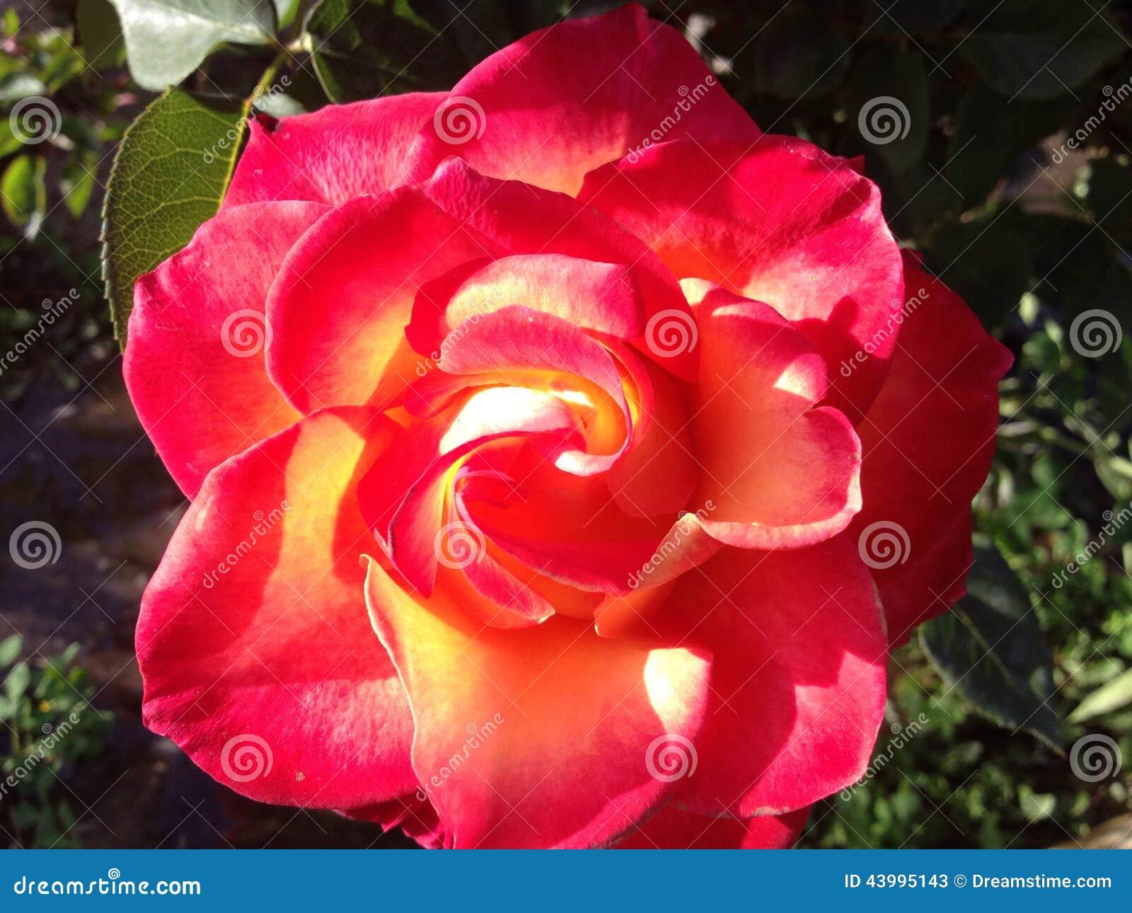 Fire red rose beautiful stock image. Image of beauty - 43995143