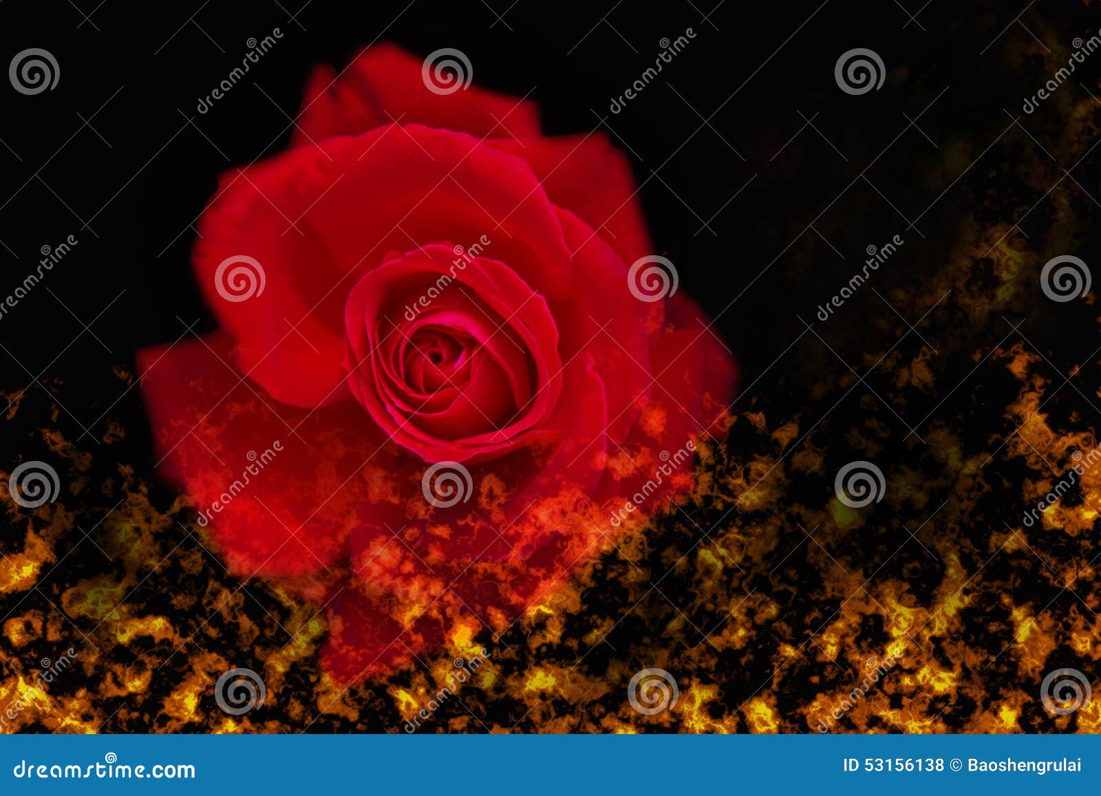 Fire and red rose stock photo. Image of beauty, engagement - 53156138
