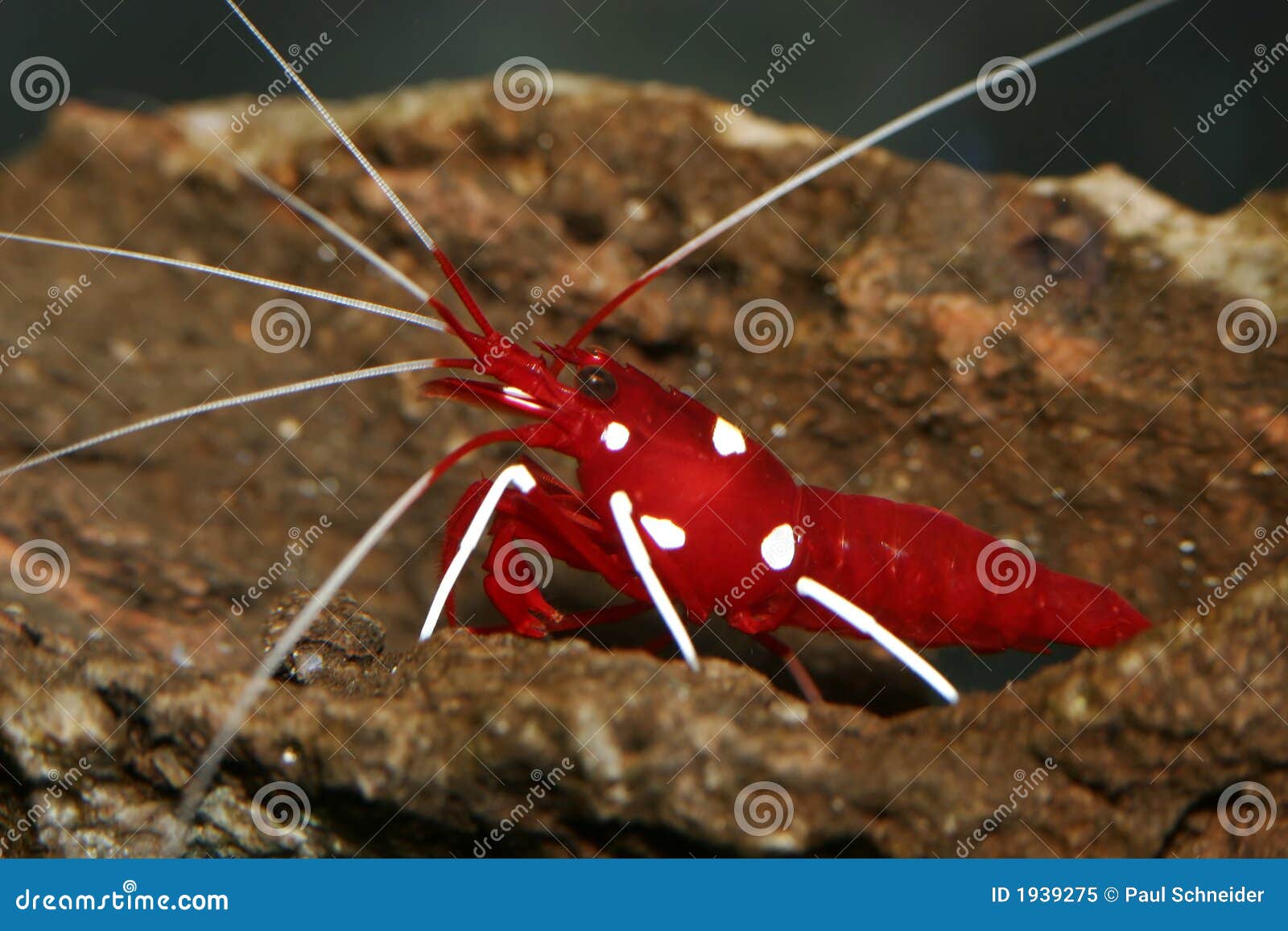 Fire Red Shrimp Nemo stock image. Image of pets, cleaner - 1939275