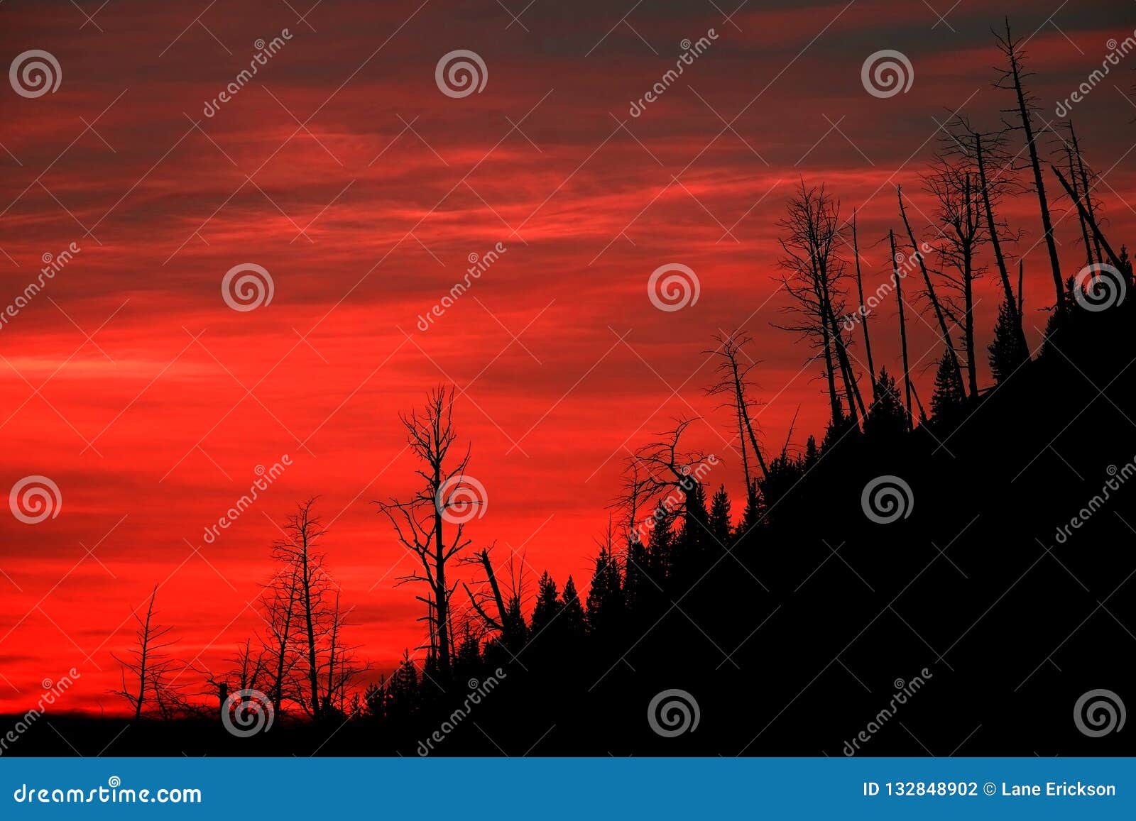 Fire Red Sunrise Light with Silhouetted Dead Pine Trees on Mount Stock ...