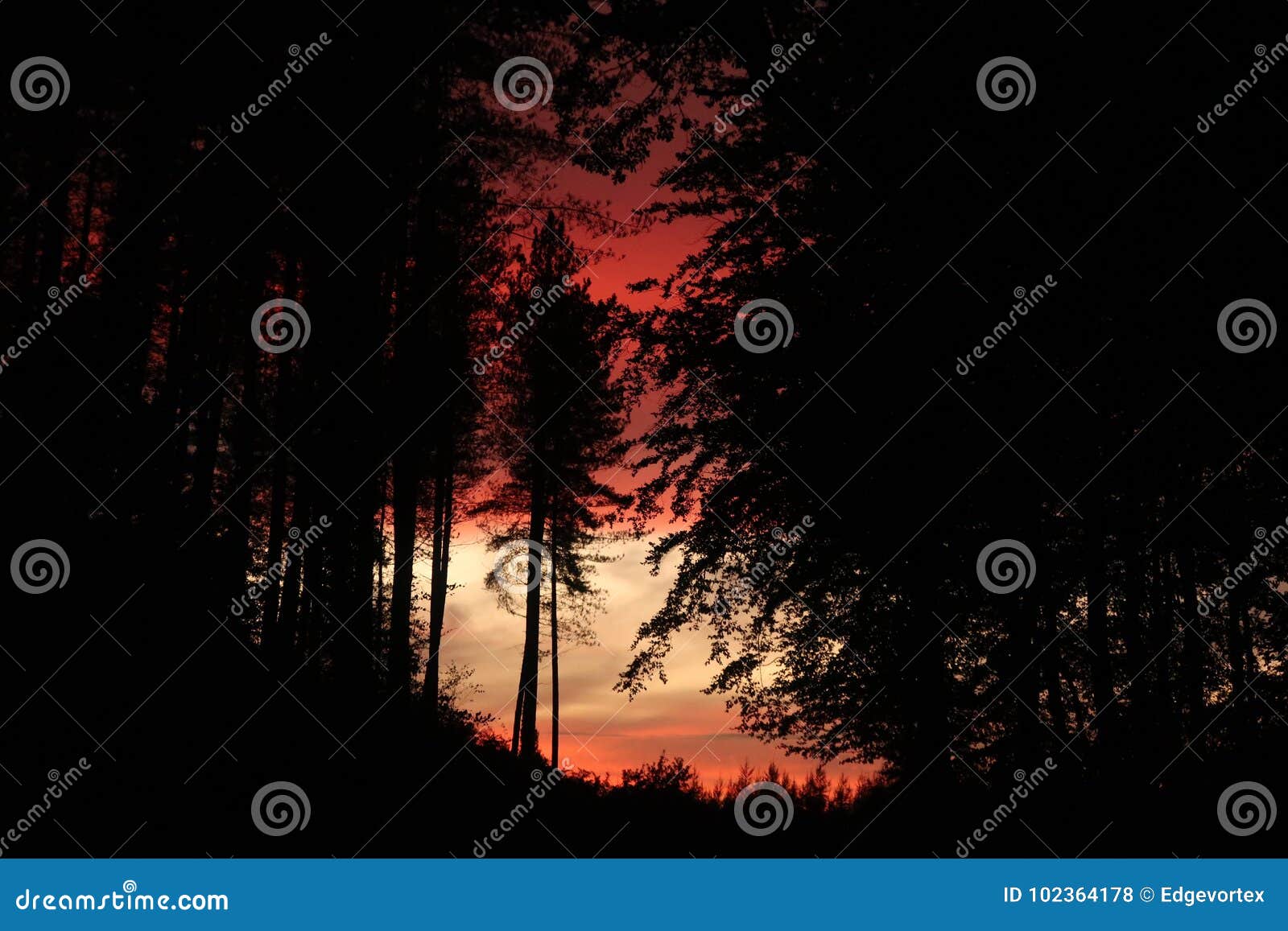 Firey Red Sunset through Hauntingly Dark Woods Stock Photo - Image of ...