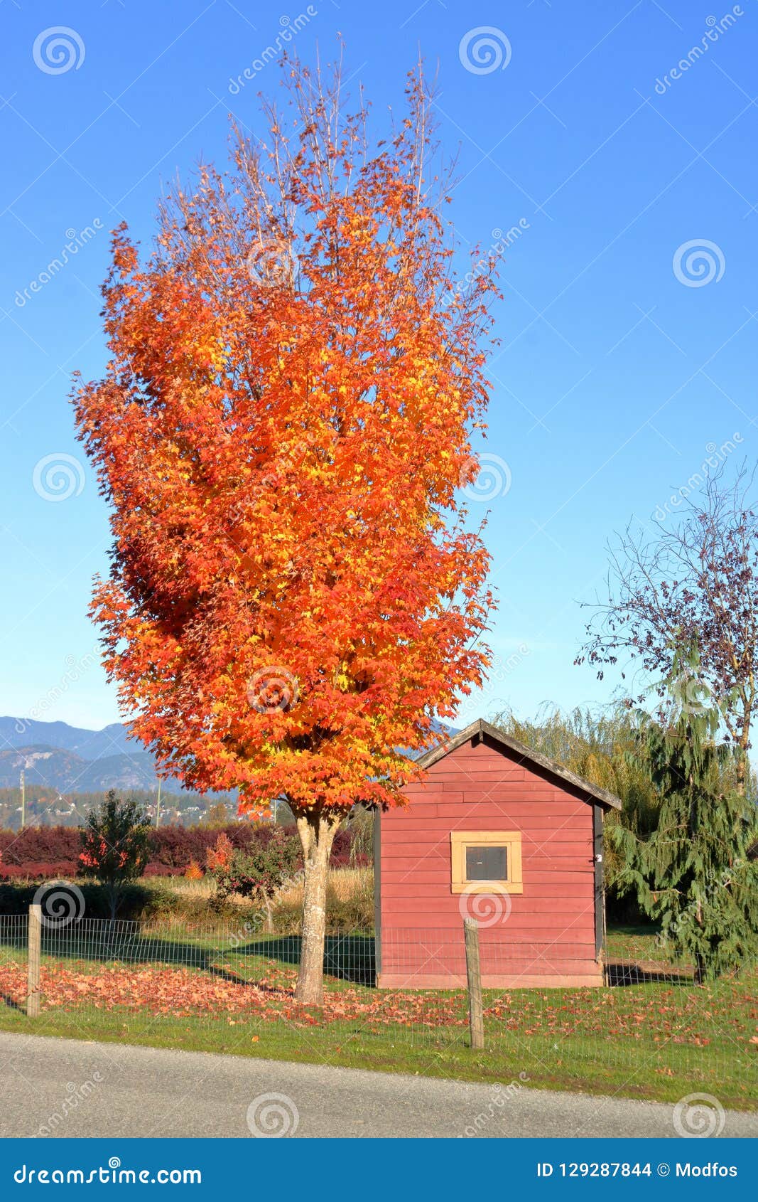 Autumn Tree and Tool Shed stock photo. Image of color - 129287844