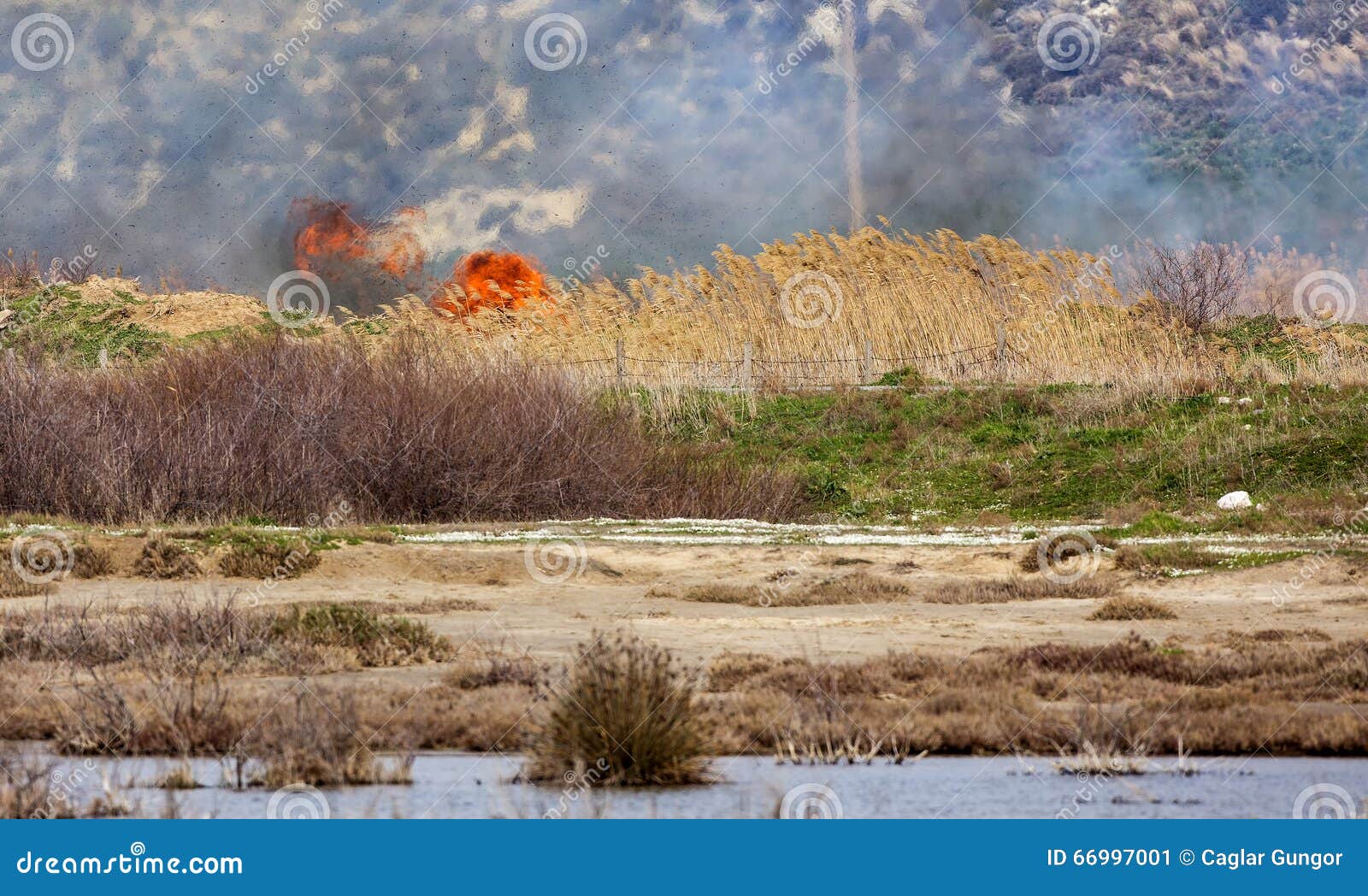 Fire in the Reed stock image. Image of wildlife, marsh - 66997001
