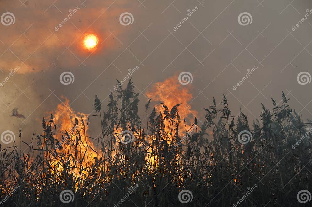 Fire in the reeds. stock image. Image of dark, disaster - 50376109