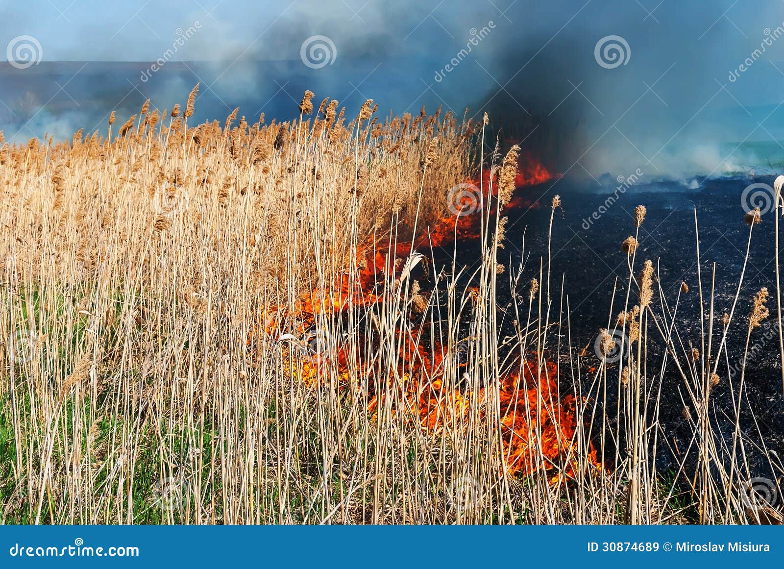 Fire reeds stock image. Image of burning, arson, nature - 30874689