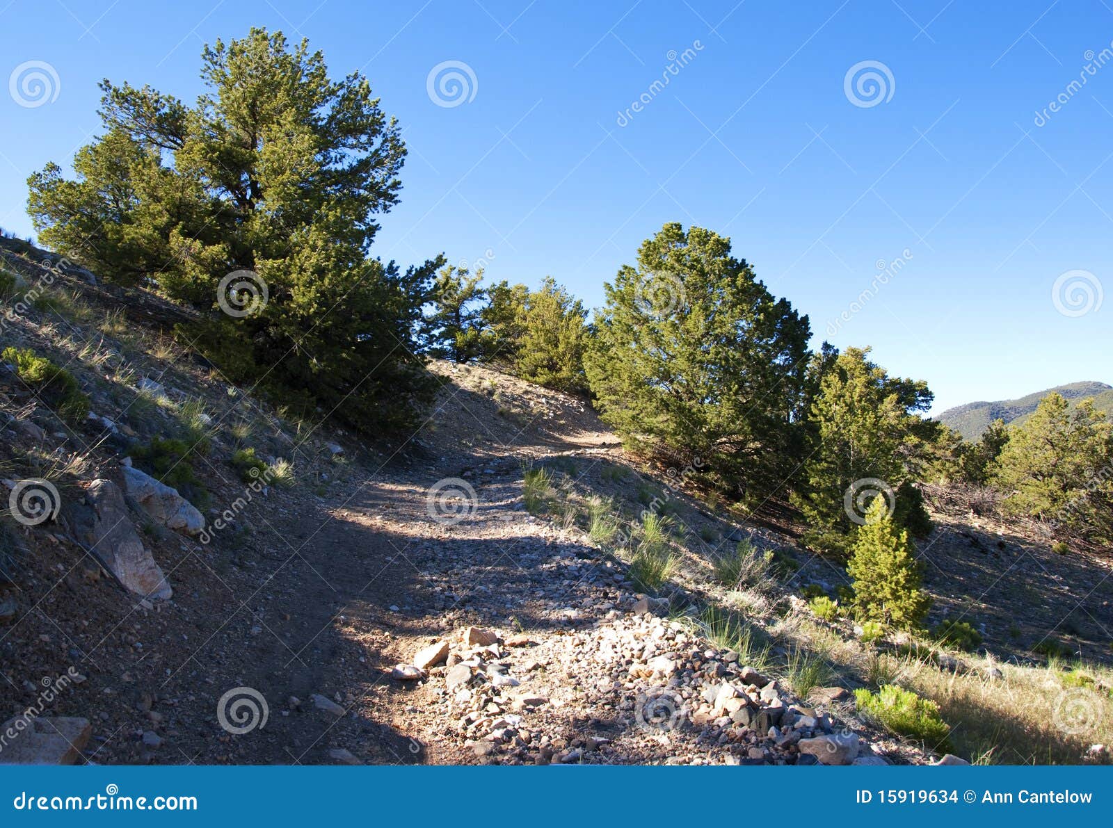 Fire Road in the Mountains Near Salida, CO Stock Photo - Image of ridge ...